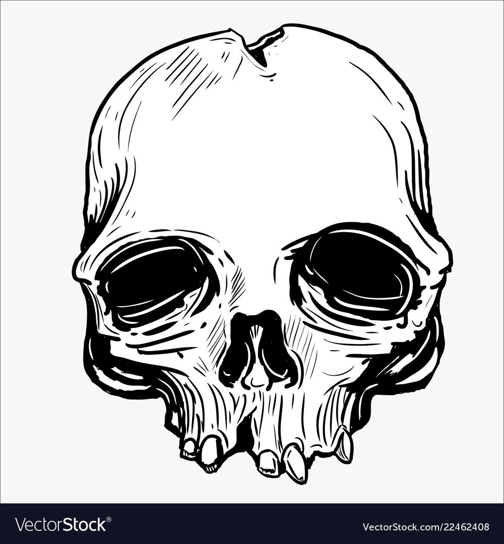 Skull Royalty Free Vector Image - VectorStock