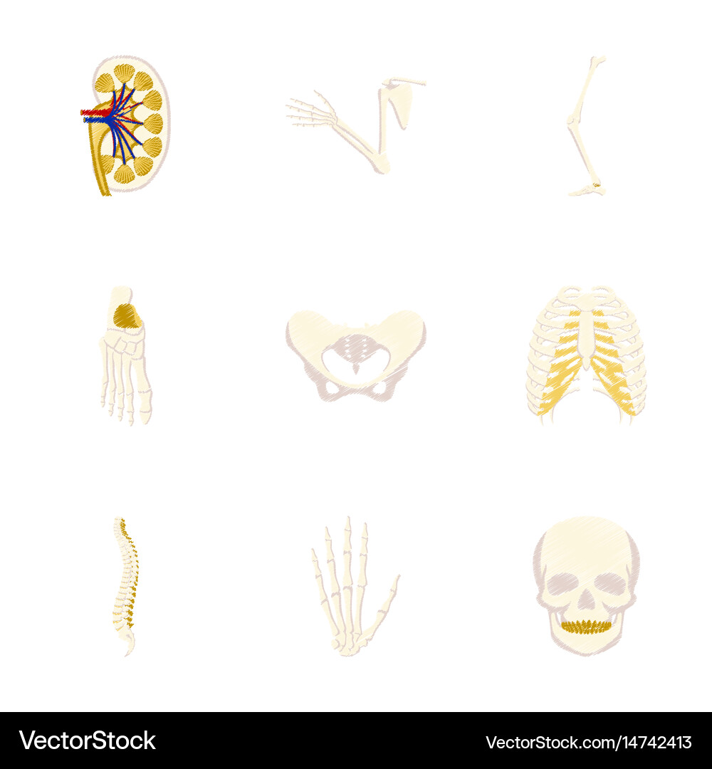 Assembly of flat shading style icon human bones Vector Image