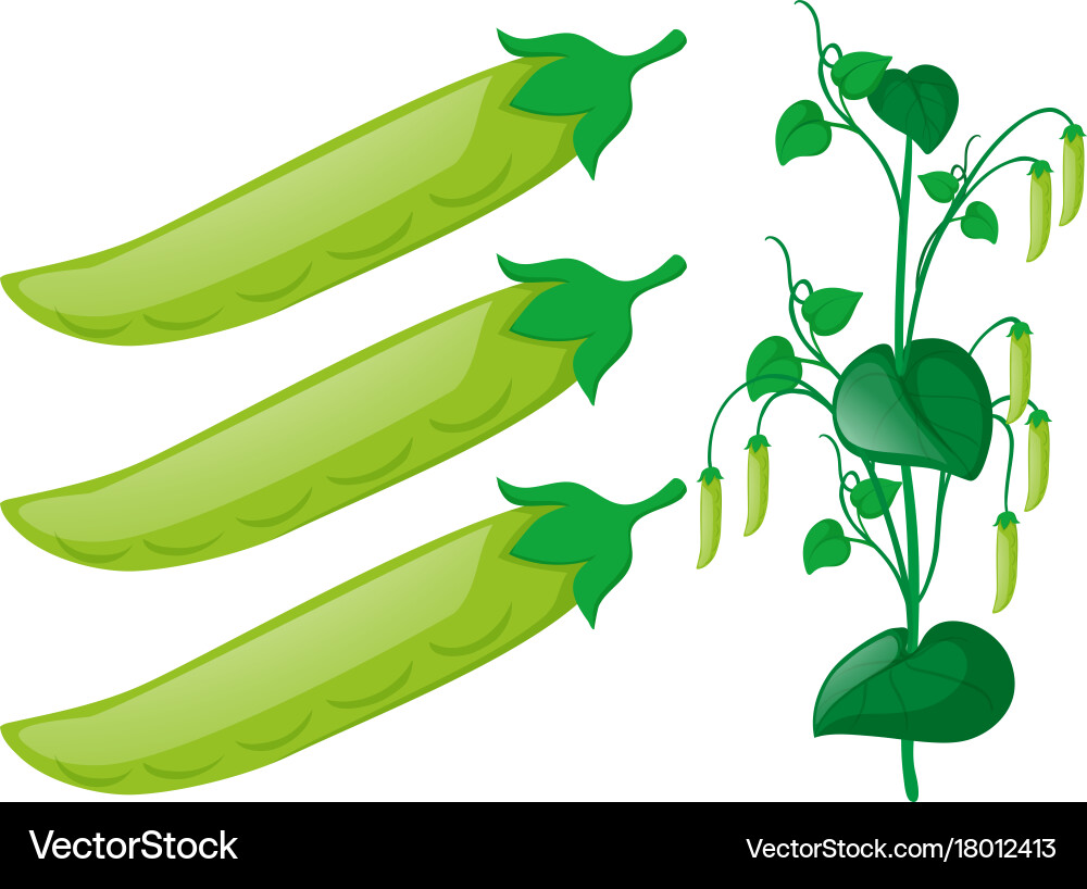 Green pea plant on white background Royalty Free Vector