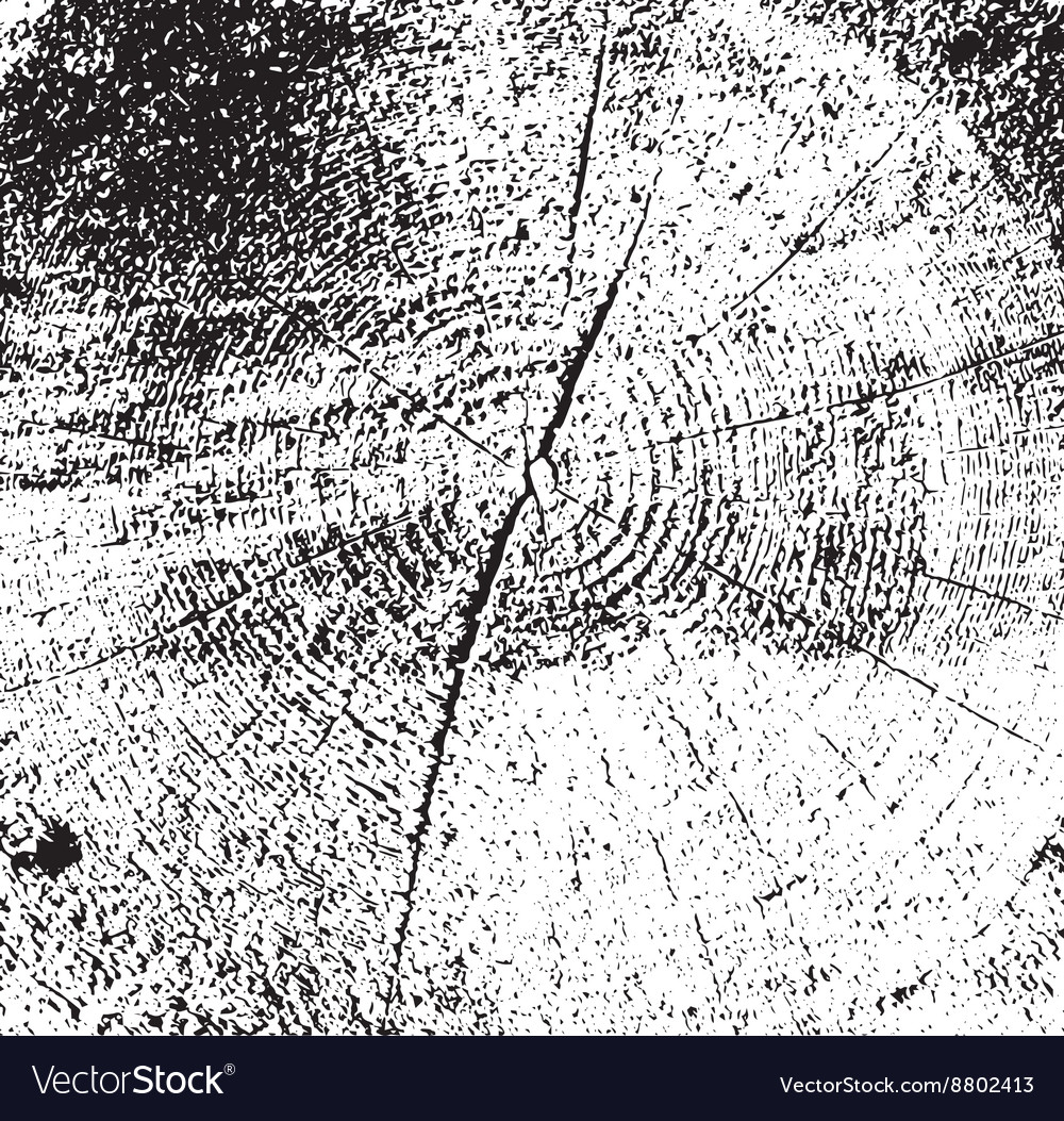 Tree cross section Royalty Free Vector Image - VectorStock