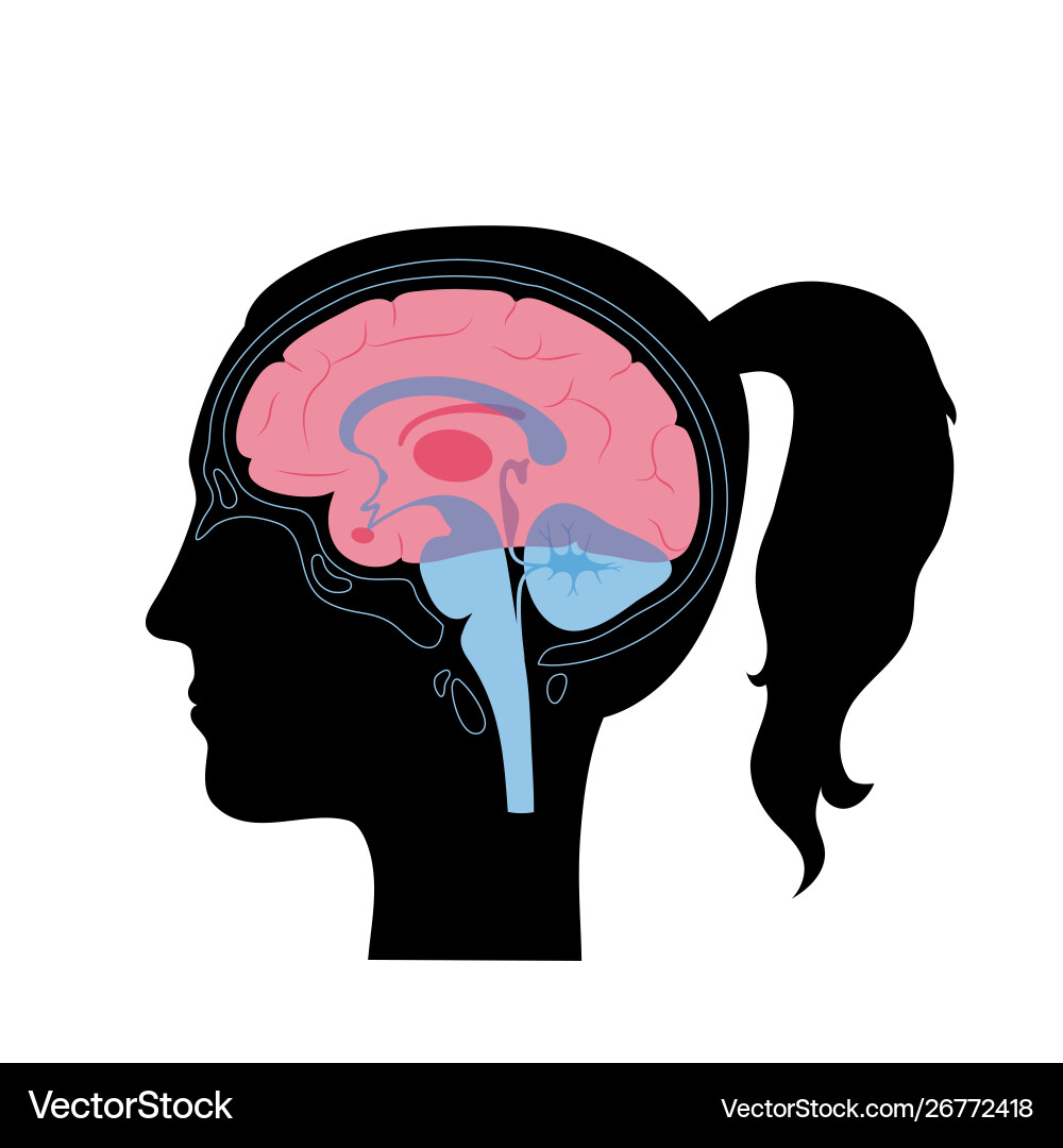 Woman brain anatomy Royalty Free Vector Image - VectorStock