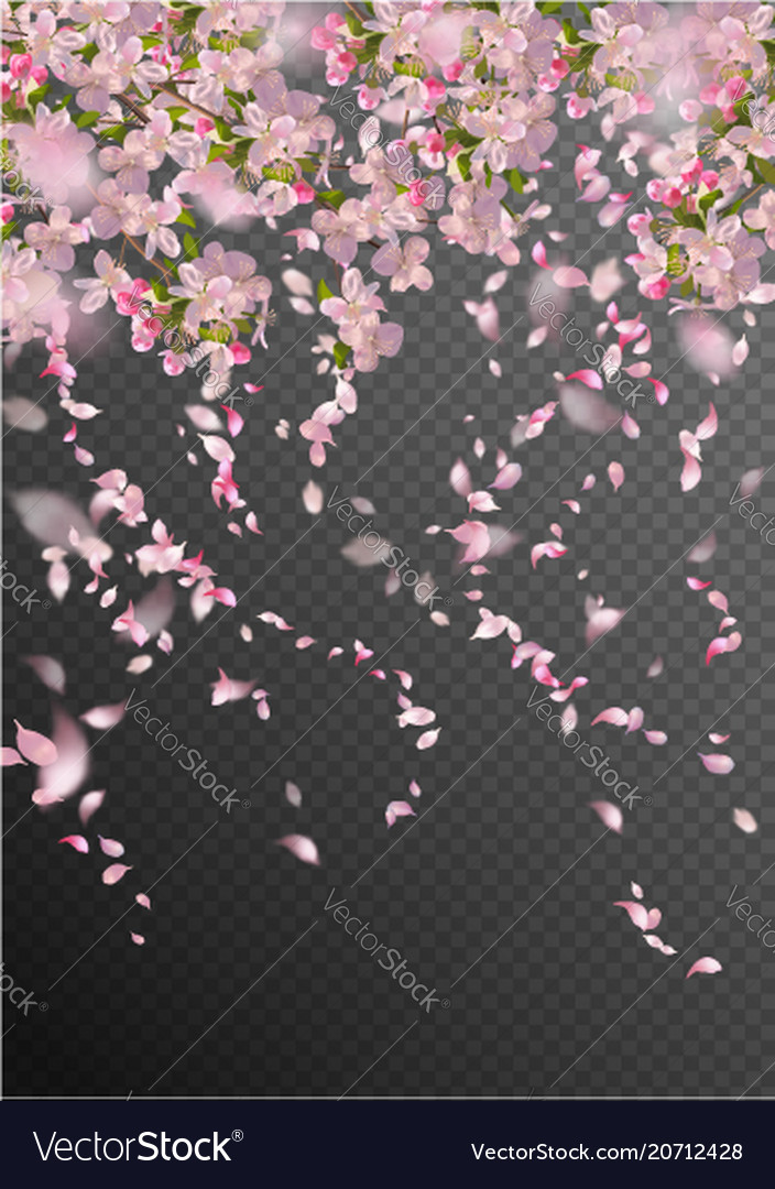 Spring cherry blossom Royalty Free Vector Image
