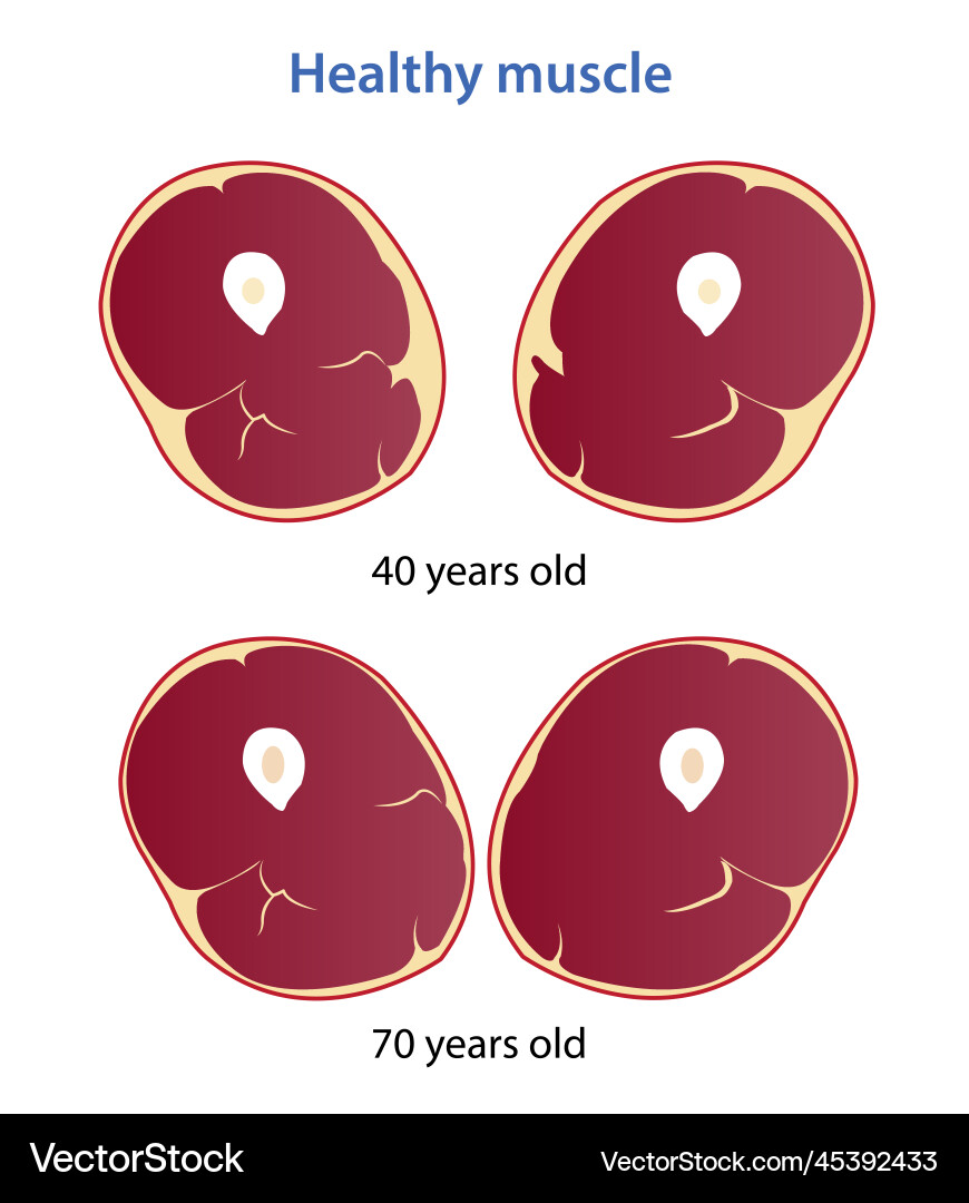 Healthy muscle mass and strength Royalty Free Vector Image