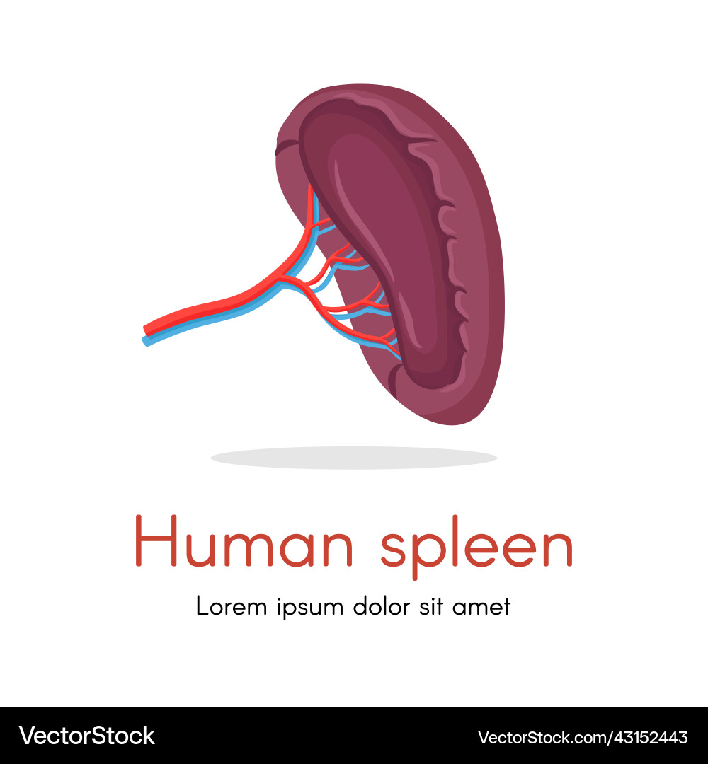Human spleen isolated on white background Vector Image