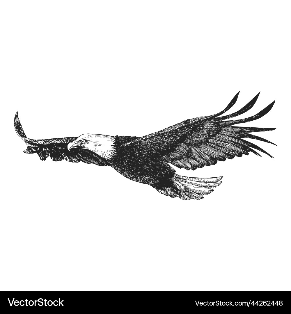 Eagle in flight sketch freedom symbol Royalty Free Vector