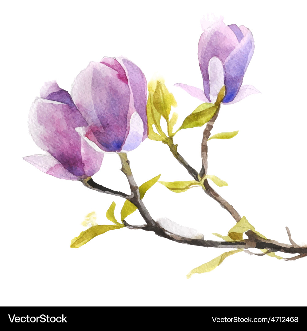 Watercolor magnolia flowers Royalty Free Vector Image