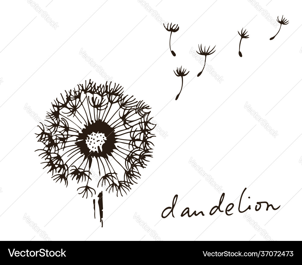 Dandelion with flying seeds isolated on white Vector Image