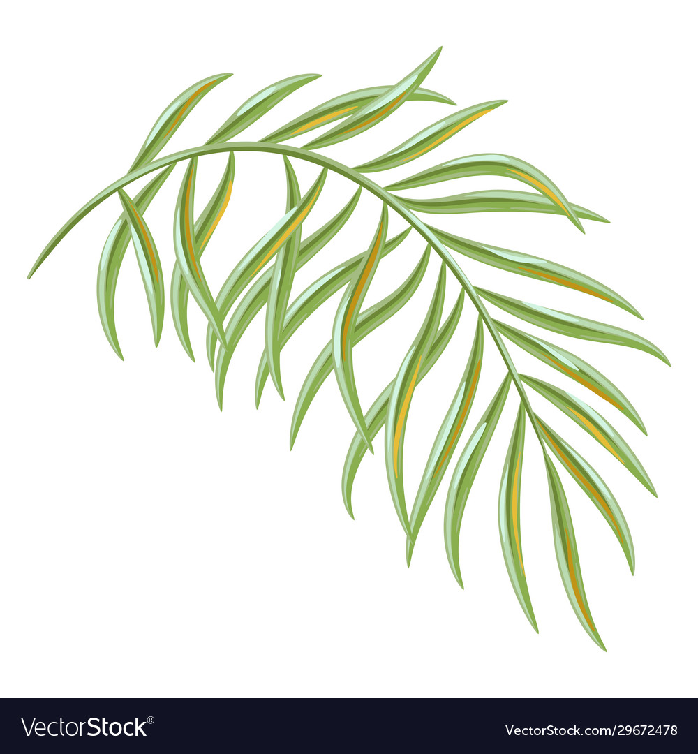Tropical coconut palm leaf Royalty Free Vector Image Tropical coconut palm leaf Royalty Free Vector Image