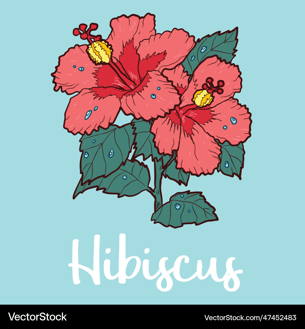 Hibiscus flower Royalty Free Vector Image - VectorStock