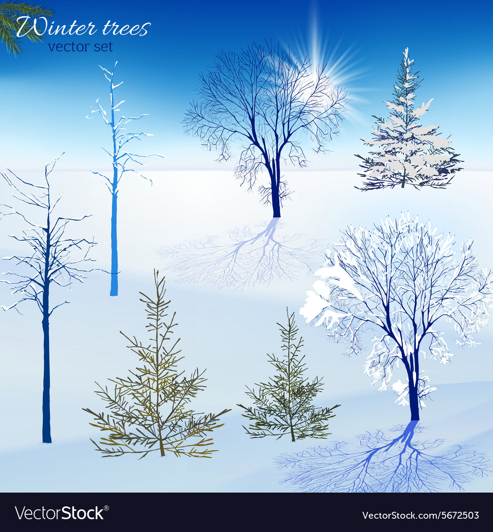 Winter trees set Royalty Free Vector Image - VectorStock