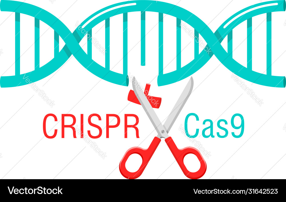 Crispr cas9 dna spiral cutting Royalty Free Vector Image