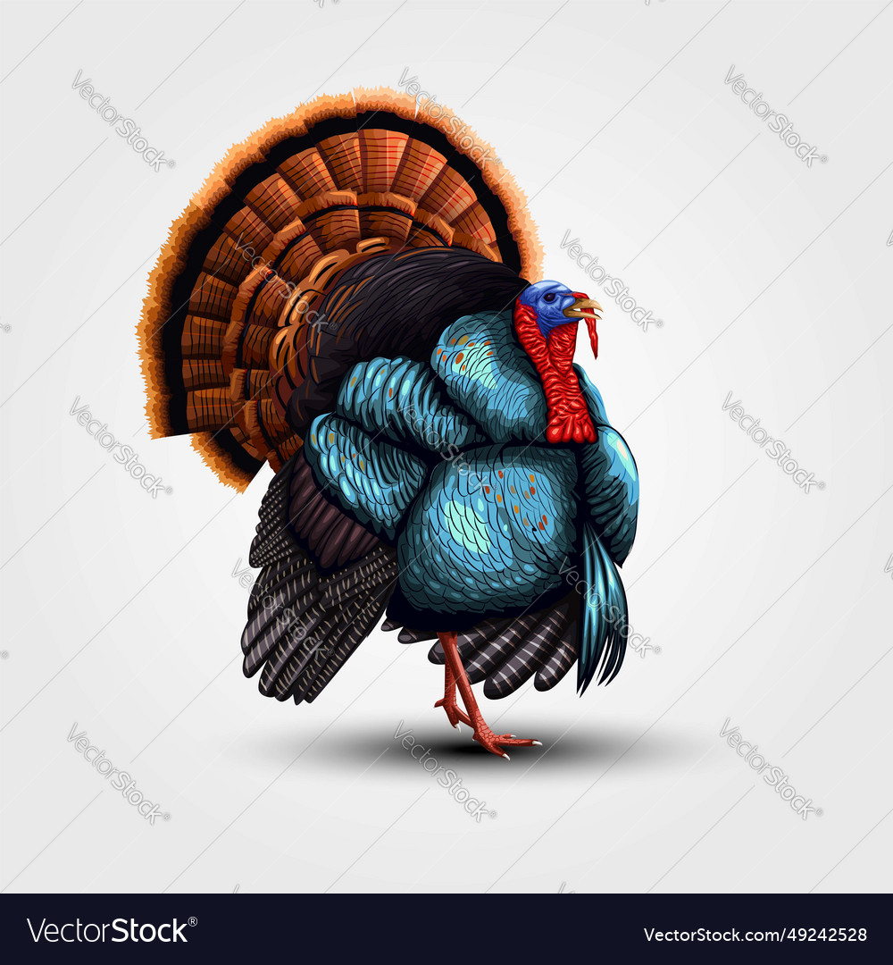 Turkey bird Royalty Free Vector Image - VectorStock