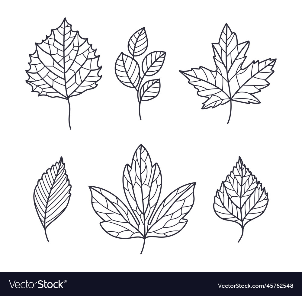 Hand drawn autumn leaf contour or outline Vector Image
