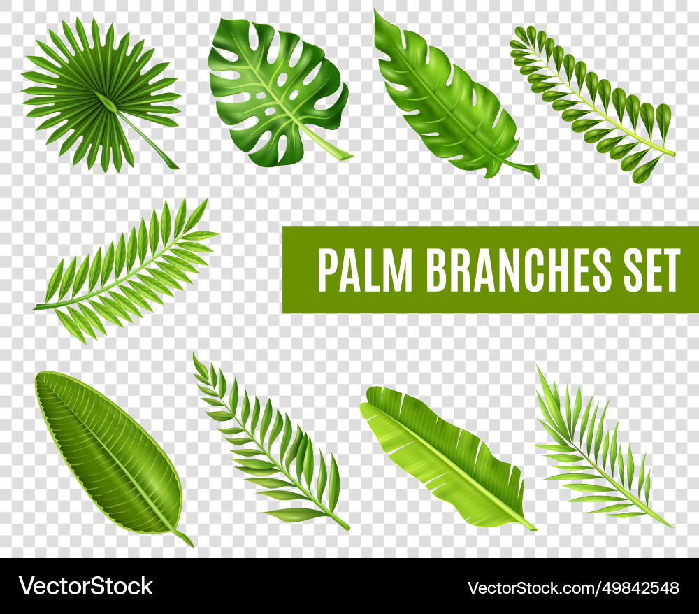 Palm tree branches set Royalty Free Vector Image