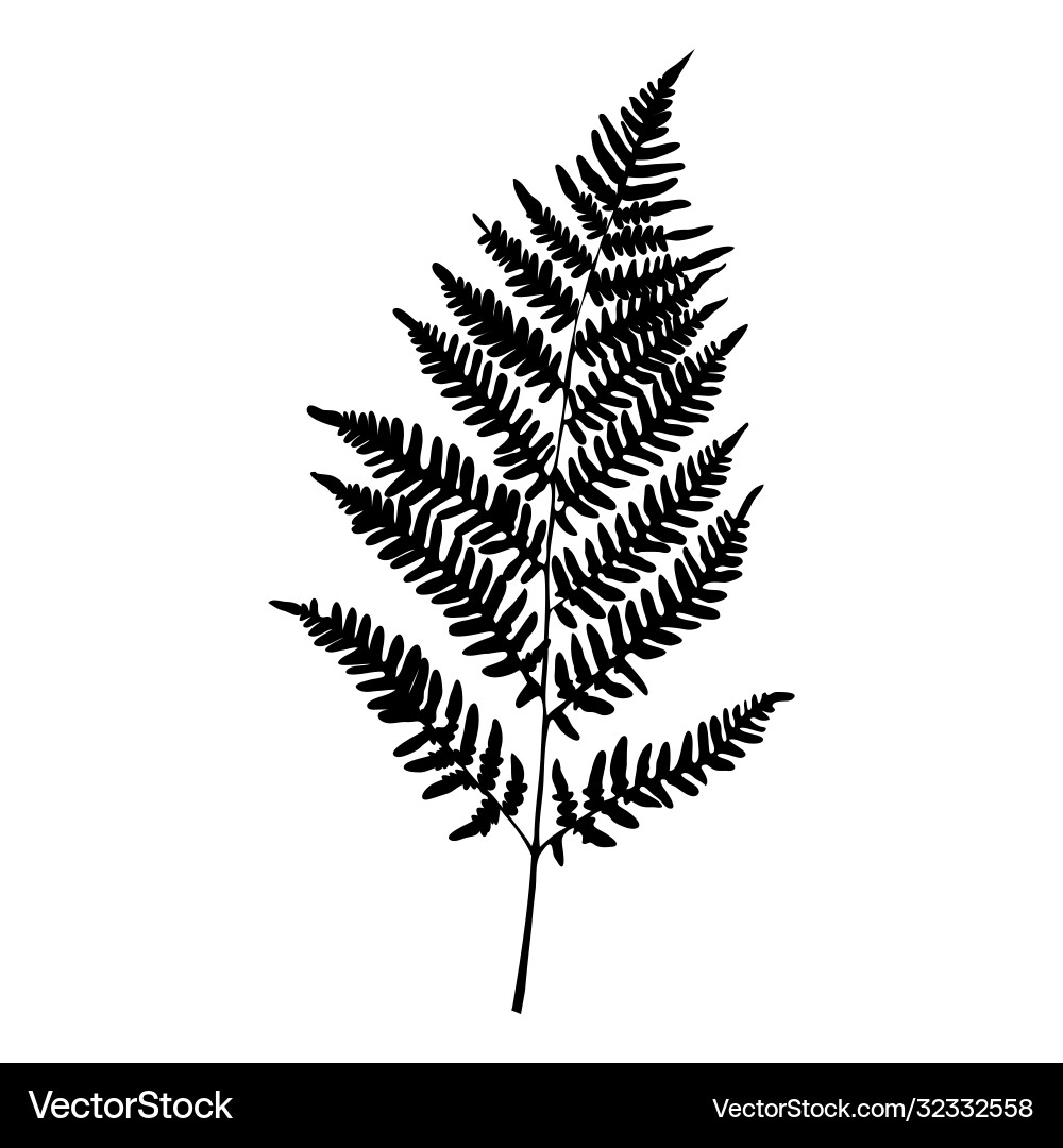 Fern leaf silhouette on white background Vector Image