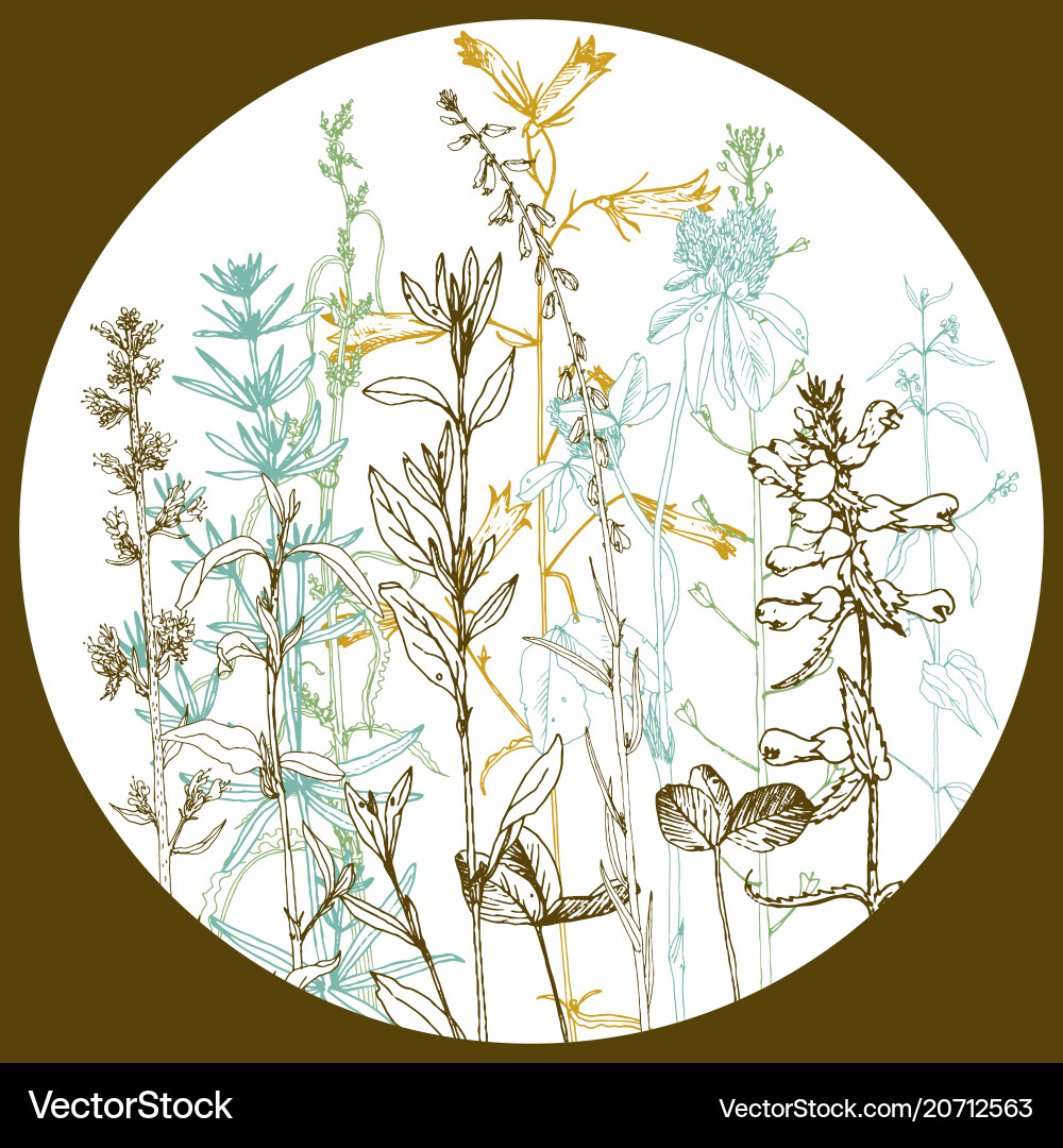 Round template with drawing herbs and flowers Vector Image