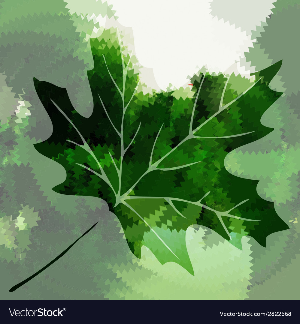 Maple leaf Royalty Free Vector Image - VectorStock