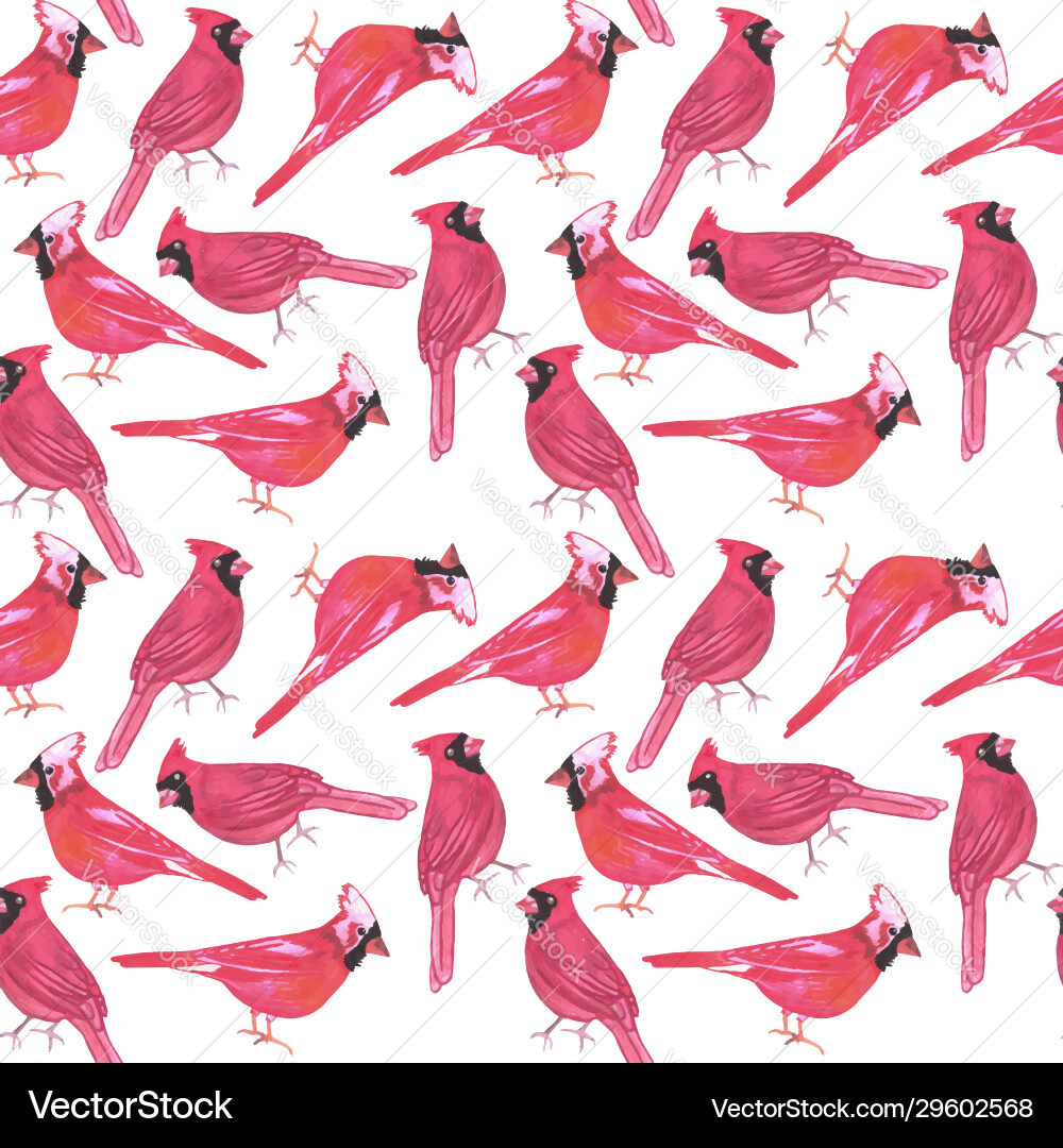 Northern cardinal or cardinalis cardinalis bird Vector Image