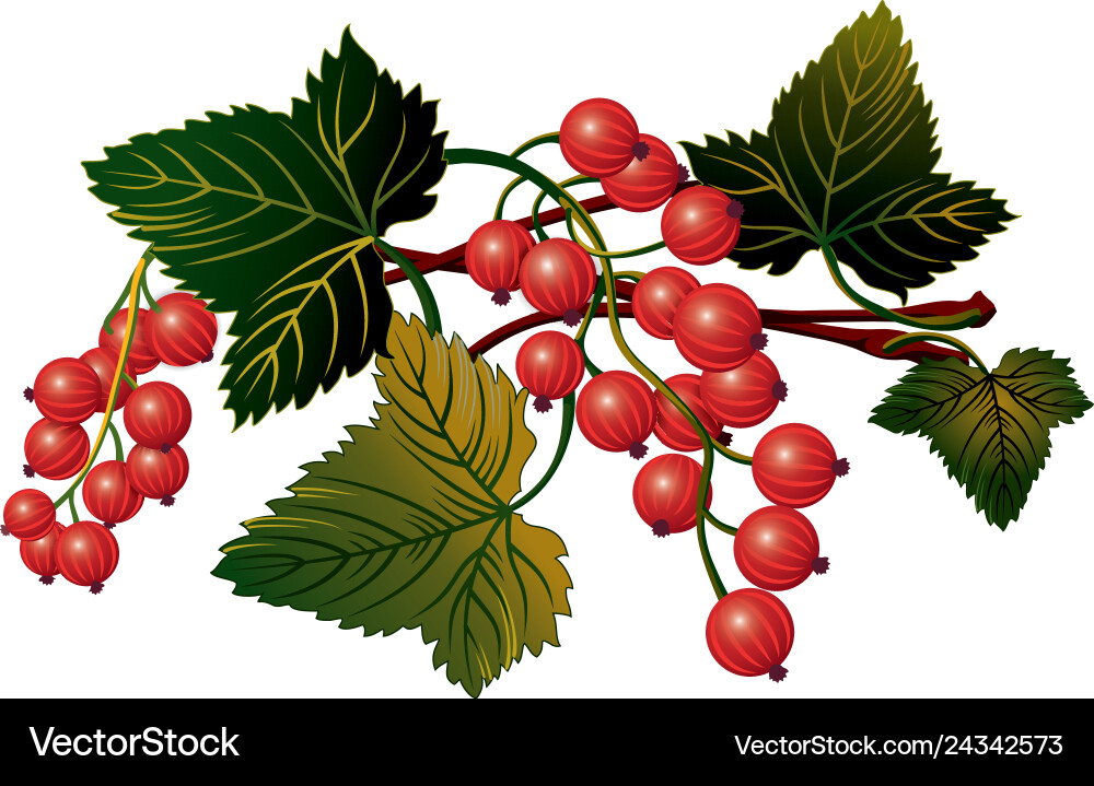Branch of red currant short Royalty Free Vector Image