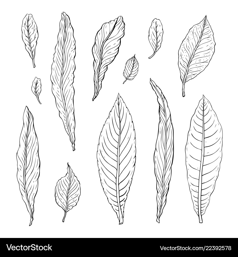 Types of leaf outline leaves different Royalty Free Vector