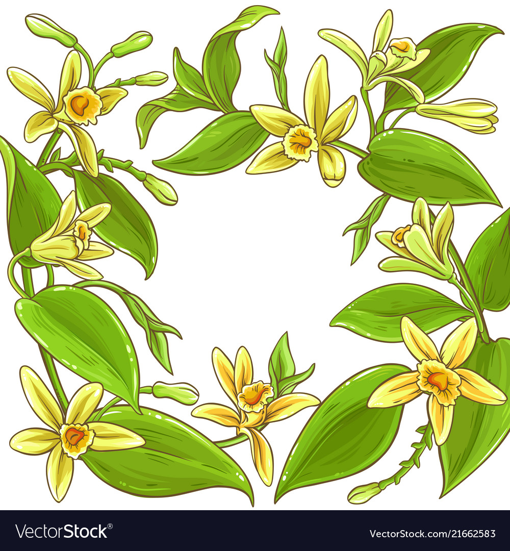 Vanilla frame Royalty Free Vector Image - VectorStock
