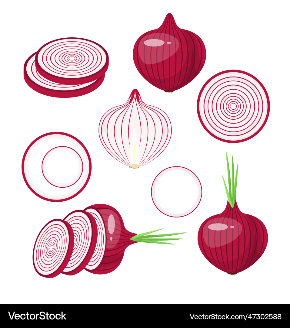 A set of onions Royalty Free Vector Image - VectorStock