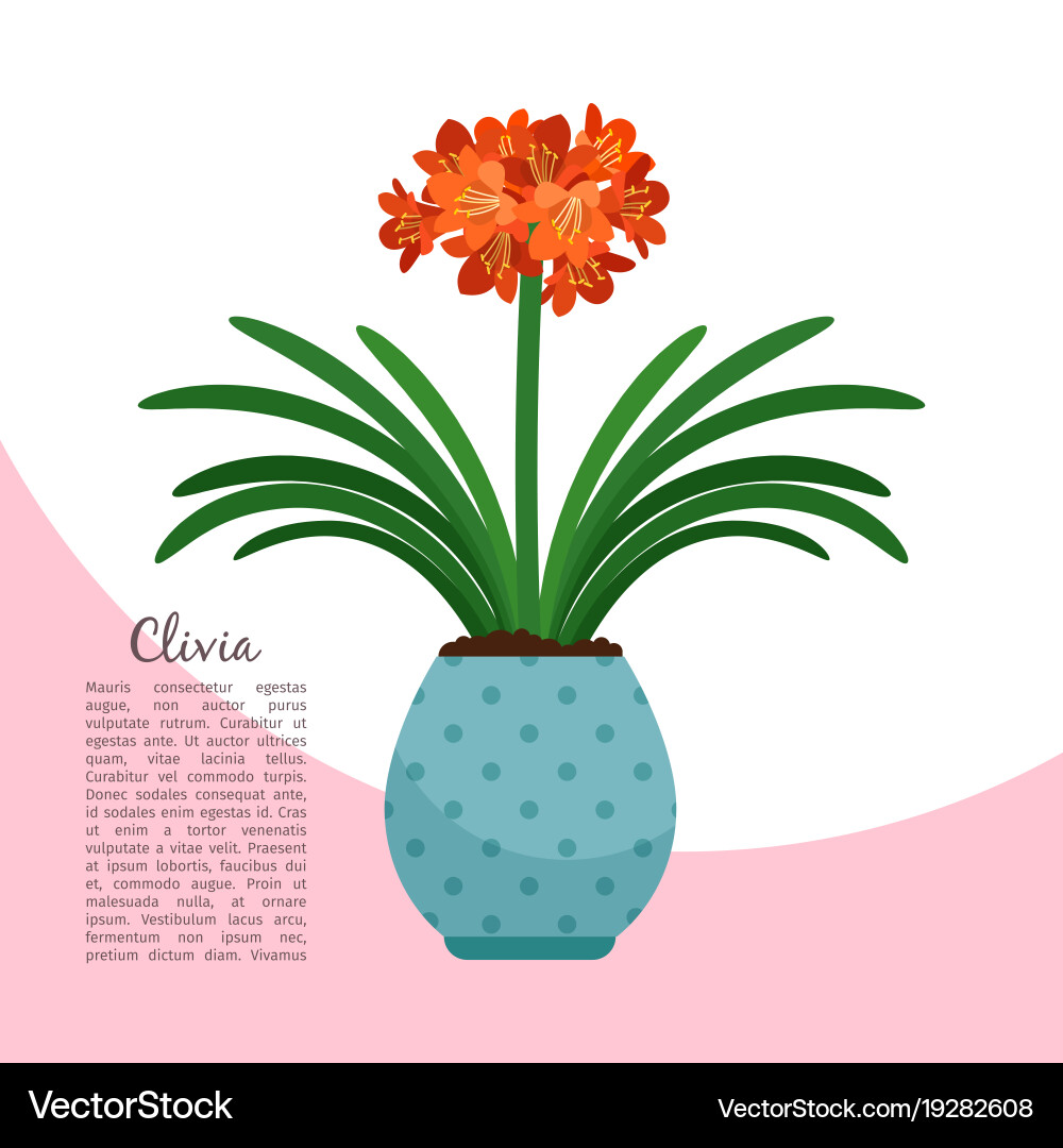 Clivia plant in pot banner Royalty Free Vector Image