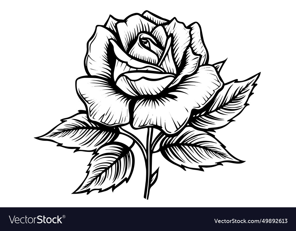 Rose flower hand drawn ink sketch engraving style Vector Image