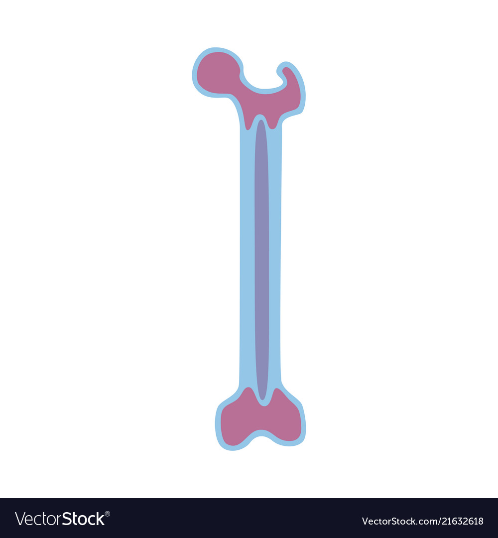 Bone marrow Royalty Free Vector Image - VectorStock