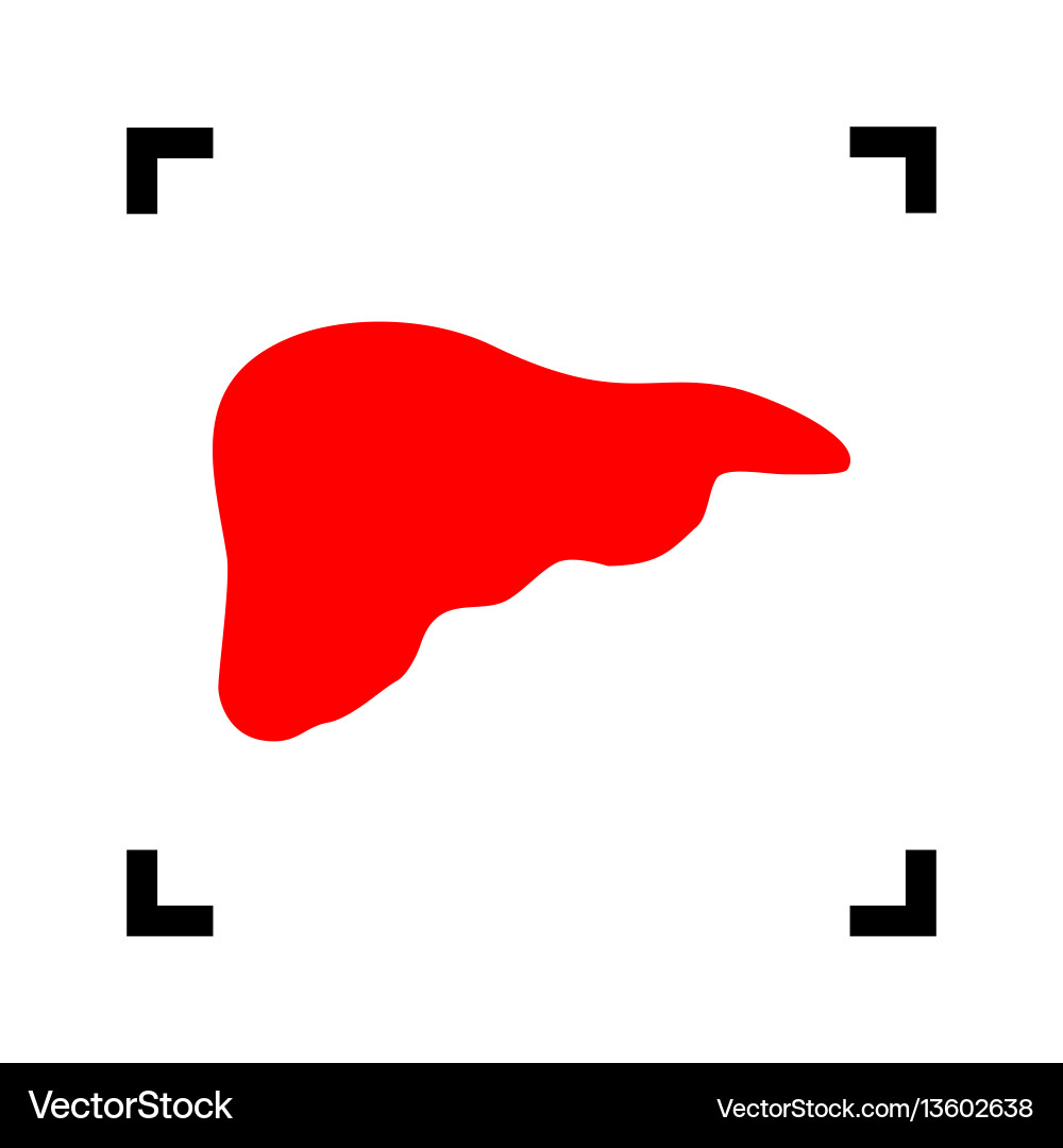 Human anatomy liver sign Royalty Free Vector Image
