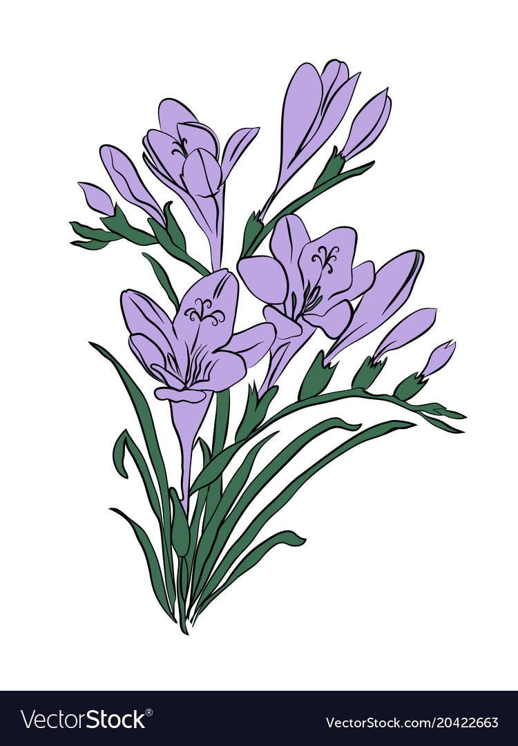 Freesia card one element composition Royalty Free Vector