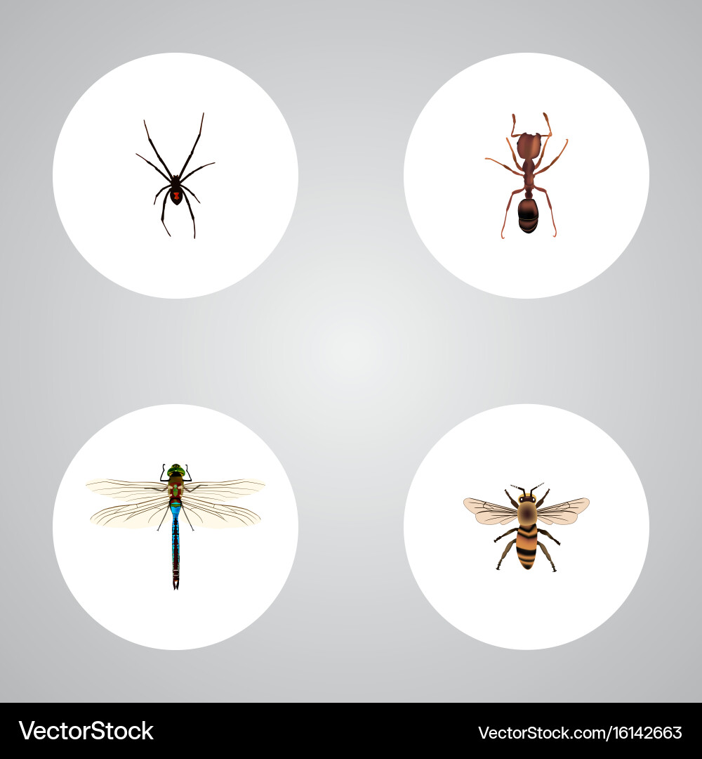 Realistic emmet damselfly wasp and other Vector Image