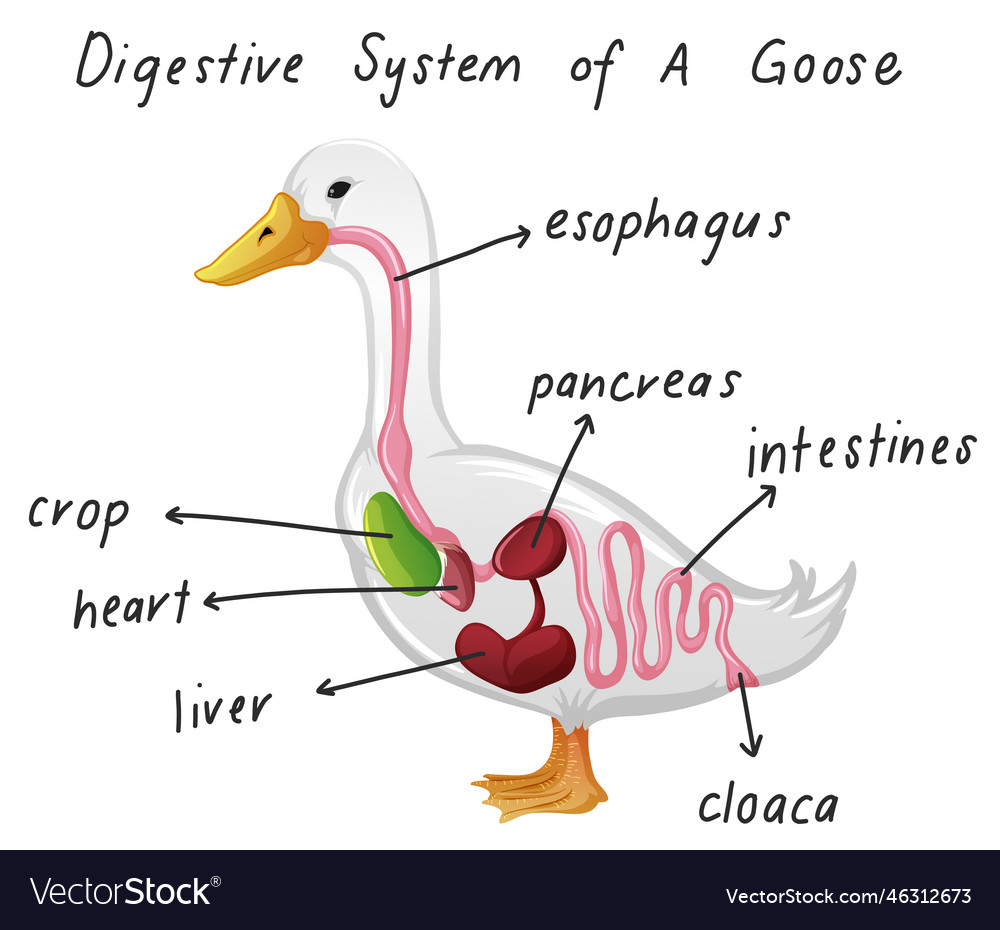 Digestive system of a goose Royalty Free Vector Image