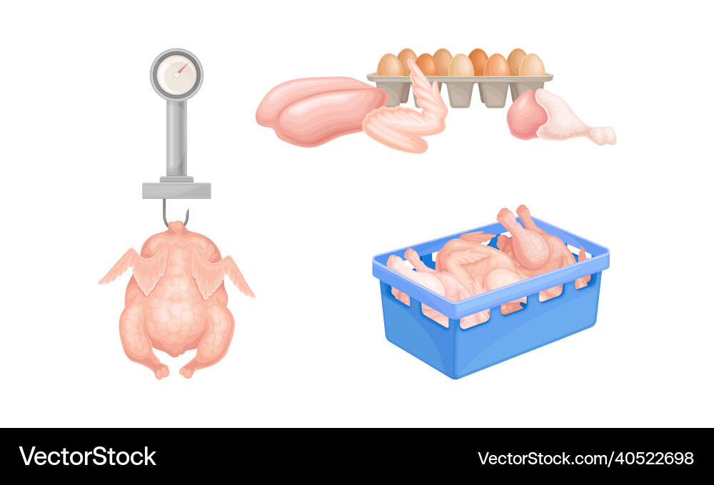 Fresh raw chicken meat egg and production Vector Image