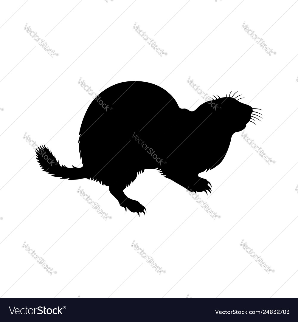 Ground squirrel Royalty Free Vector Image - VectorStock