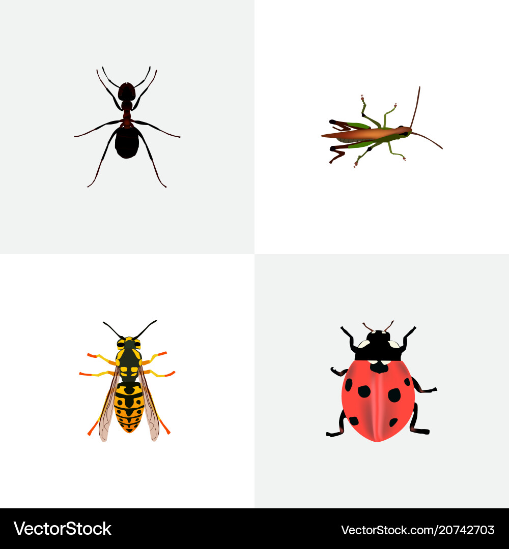 Set of bug realistic symbols with sting ladybug Vector Image
