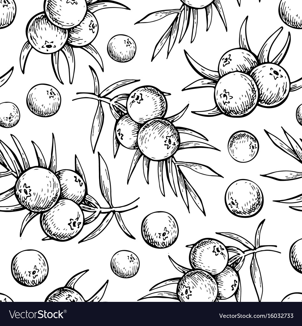 Juniper seamless pattern drawing isolated Vector Image