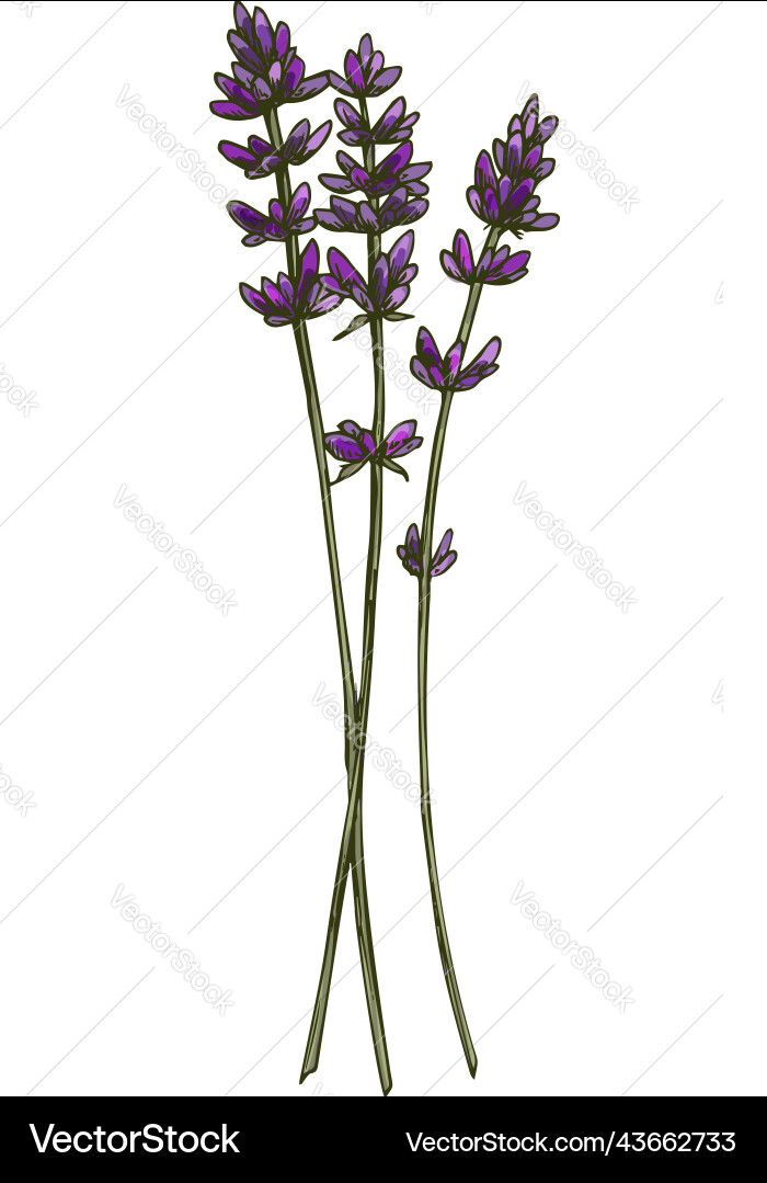 Lavender purple flower isolated culinary herb Vector Image