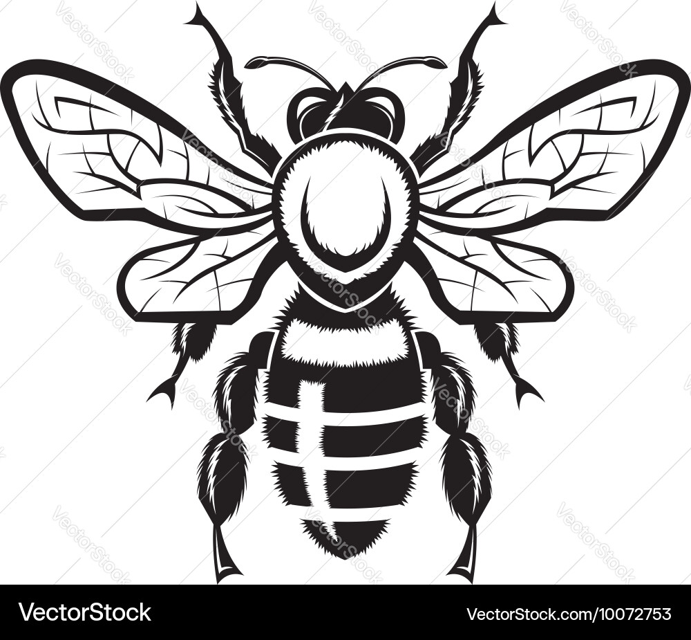 Image bee Royalty Free Vector Image - VectorStock