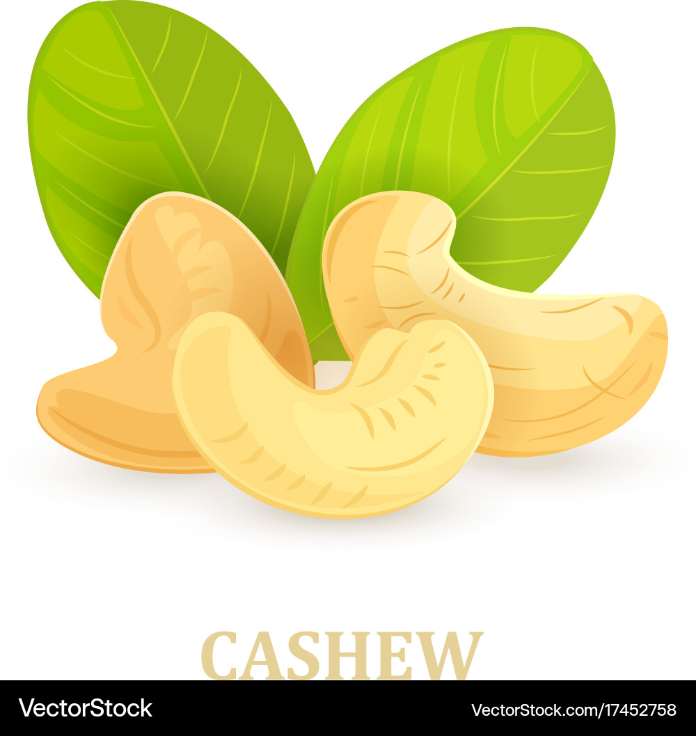 Group cashews with leaves on white background Vector Image