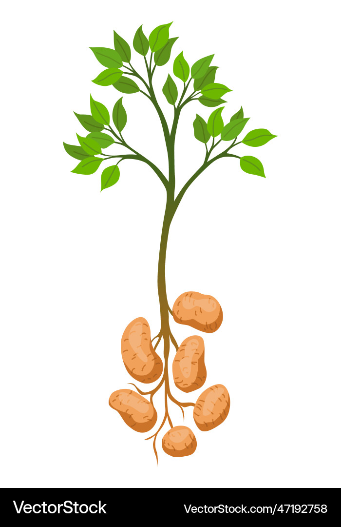 Potato vegetable growing plant showing root Vector Image