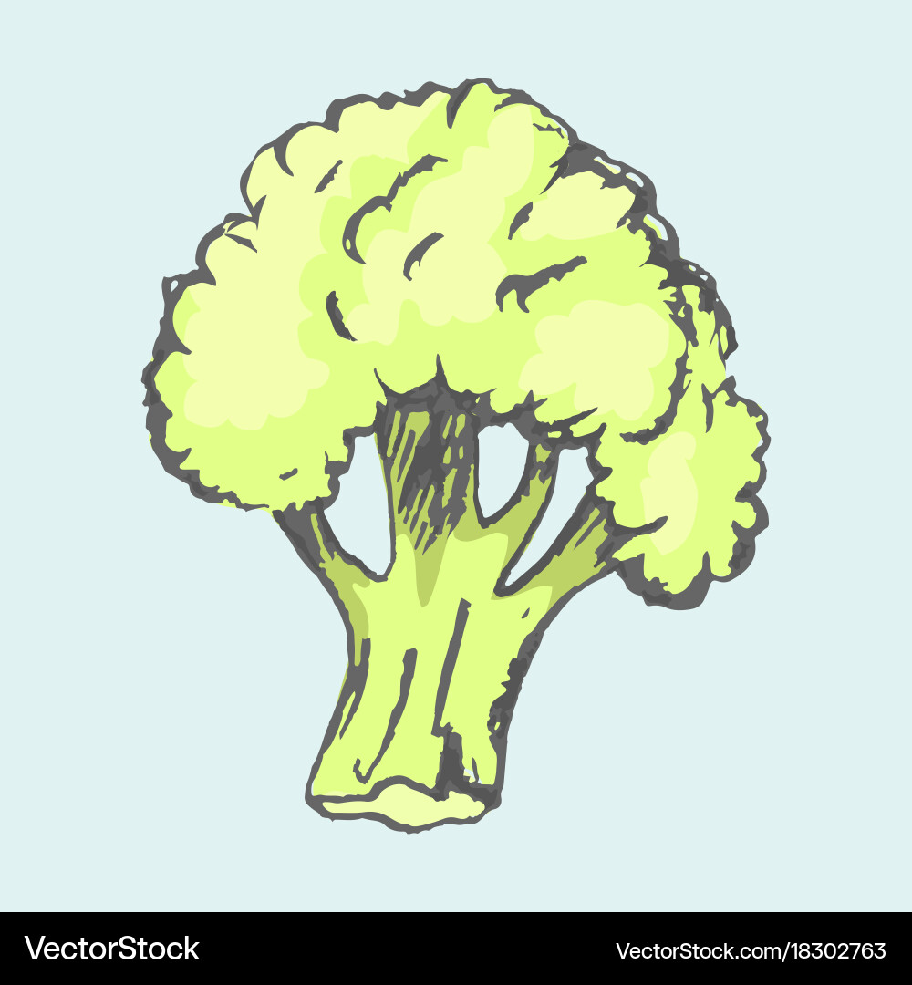 Big broccoli plant isolated on blue background Vector Image