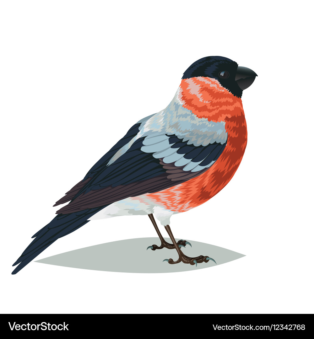 Realistic bird Bullfinch on a white background Vector Image