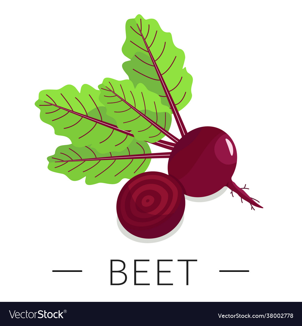 Beet root Royalty Free Vector Image - VectorStock