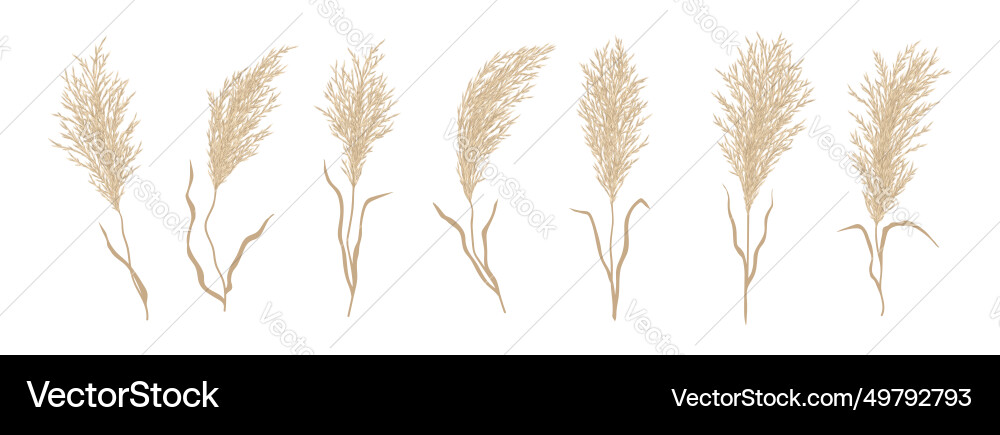 Pampas grass prairie dried plant Royalty Free Vector Image