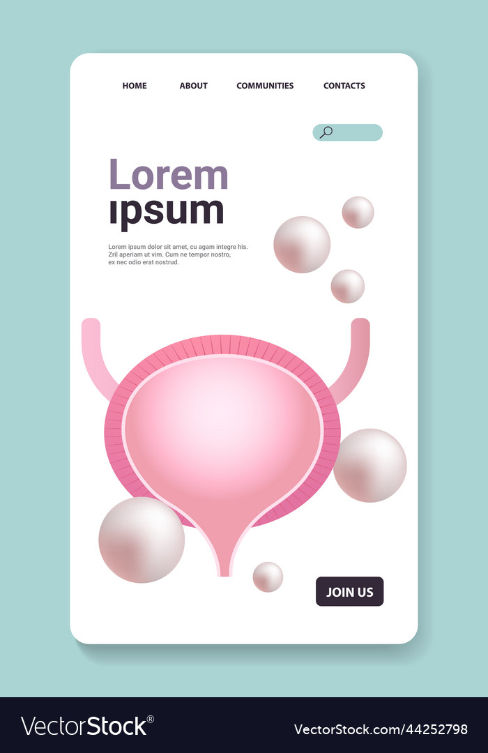 Urinary bladder human internal organ anatomy Vector Image