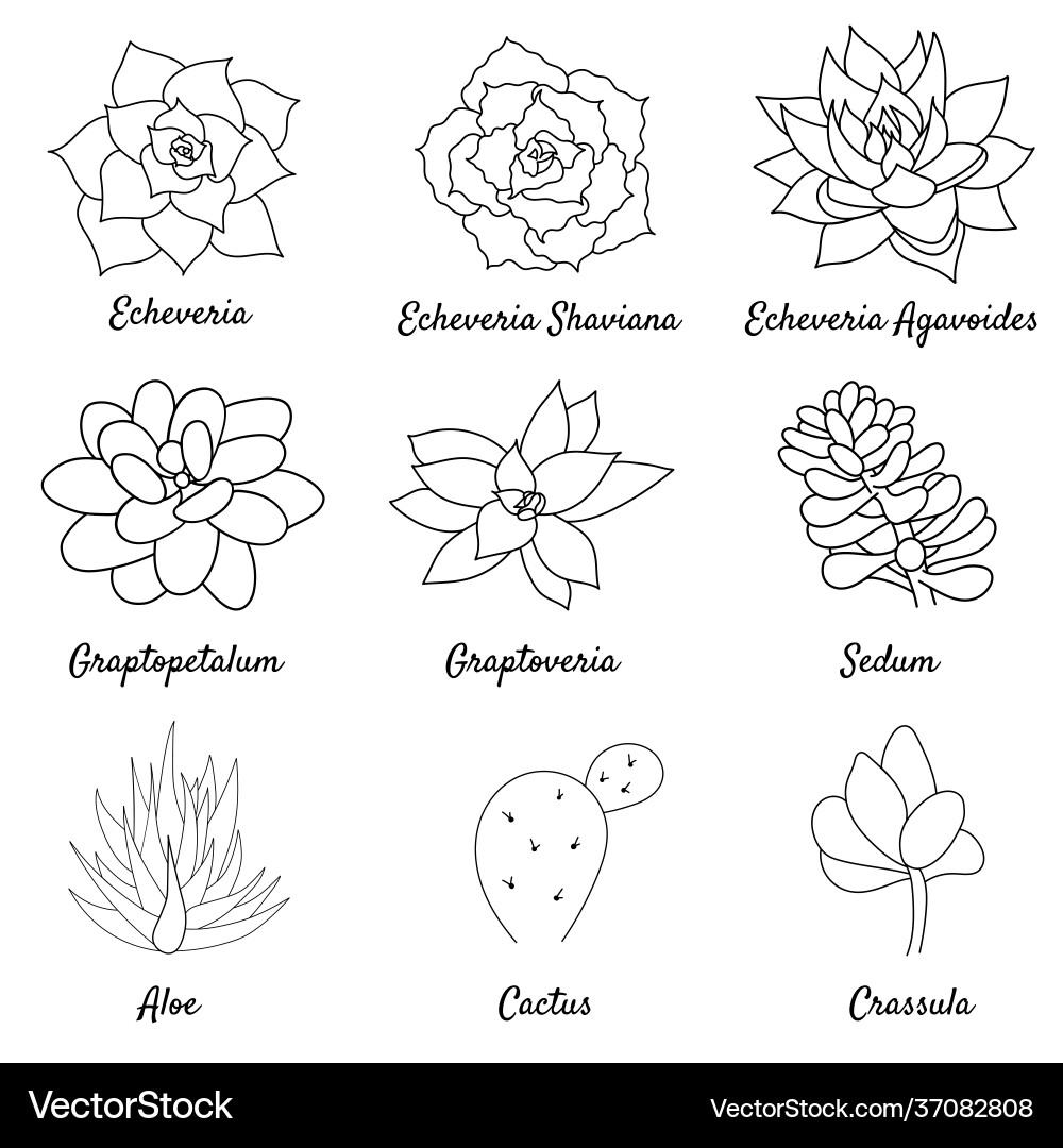 Hand drawn set succulent in style outline doodle Vector Image
