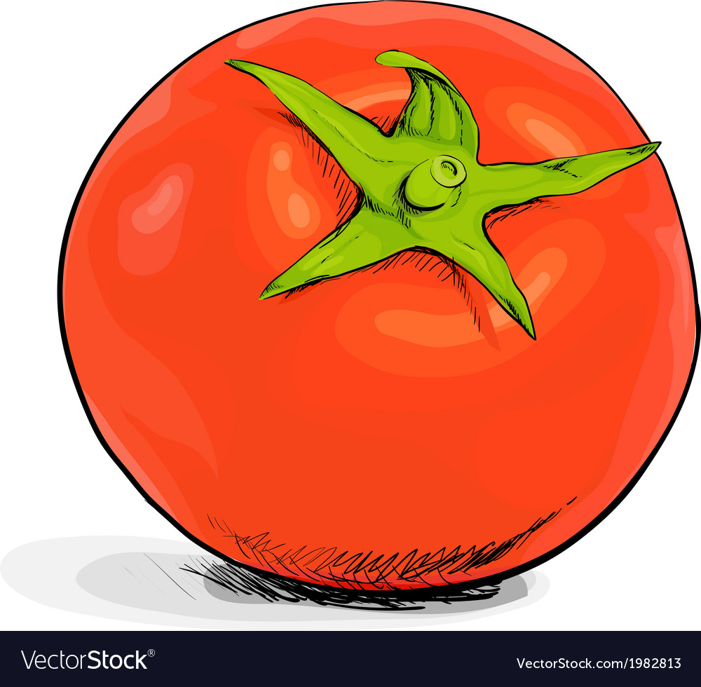 Tomato Royalty Free Vector Image - VectorStock