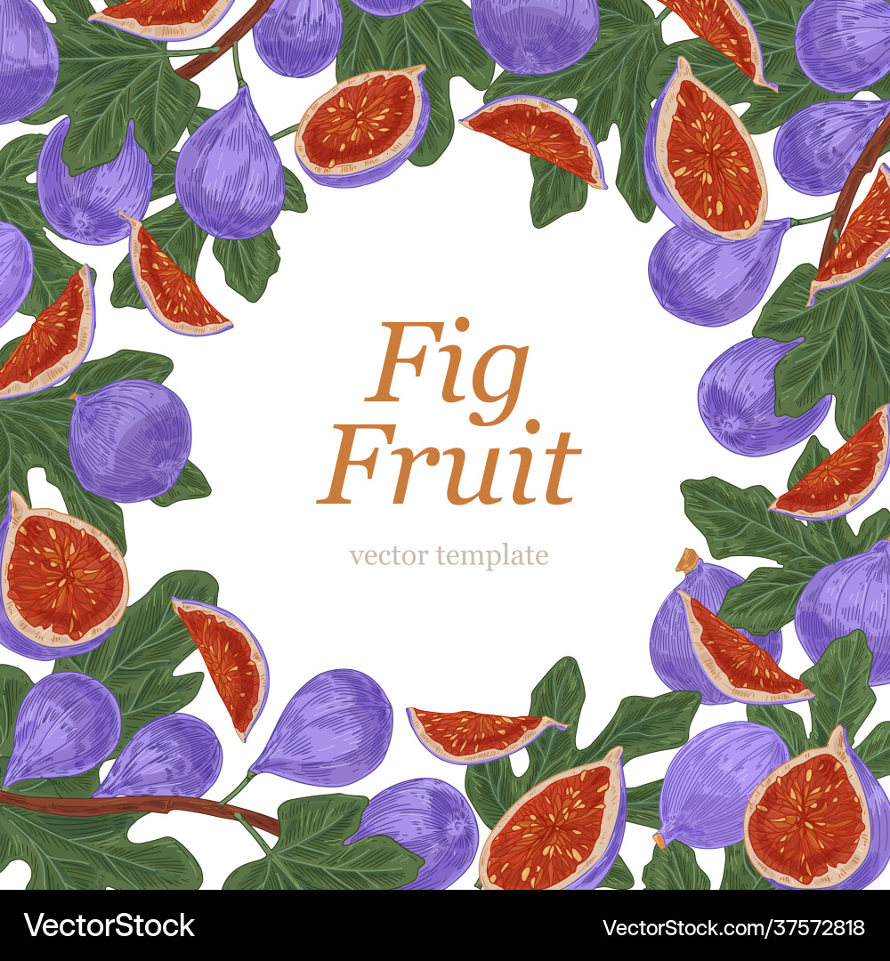 Packaging or cover template with fresh purple fig Vector Image