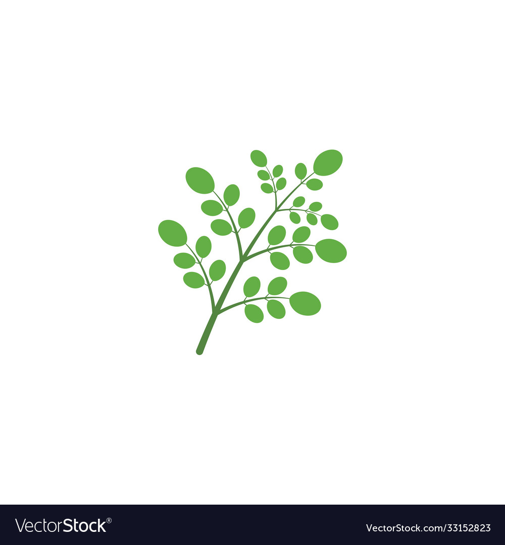 Moringa leaf Royalty Free Vector Image - VectorStock